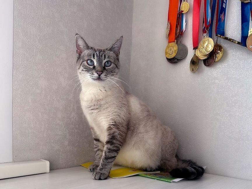 Кошечка в добрые руки бесплатно