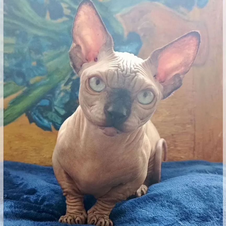 Бамбино котёнок