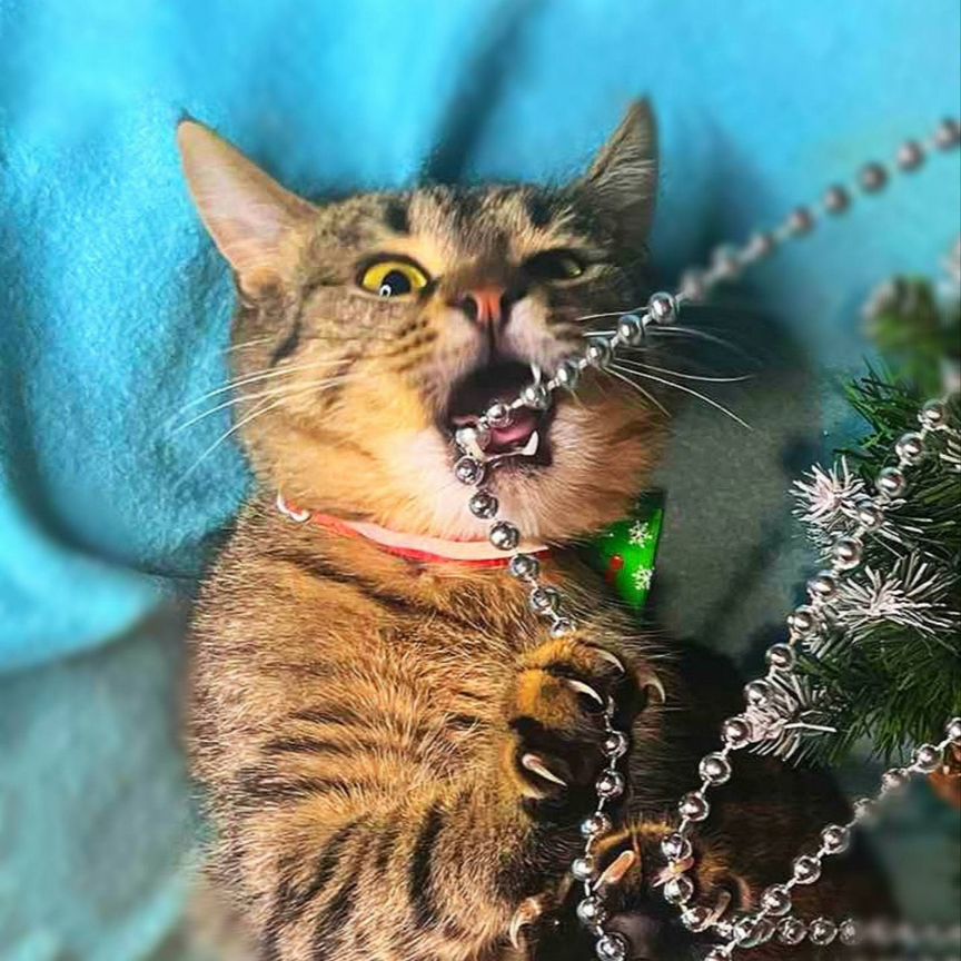 Котик в добрые руки