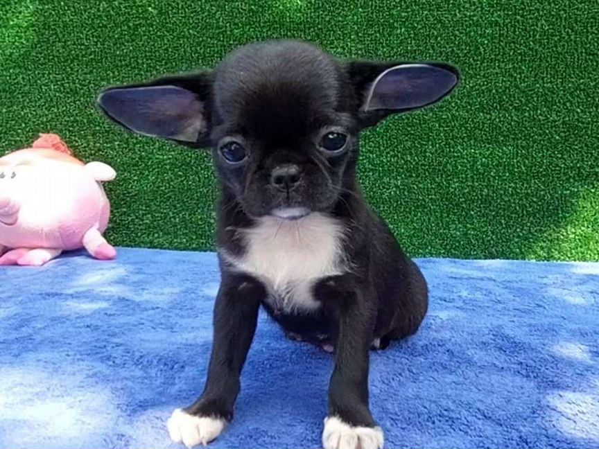 Чихуахуа мини мальчик черный