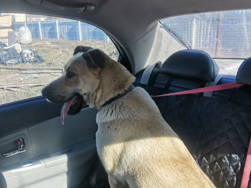 Собака в добрые руки