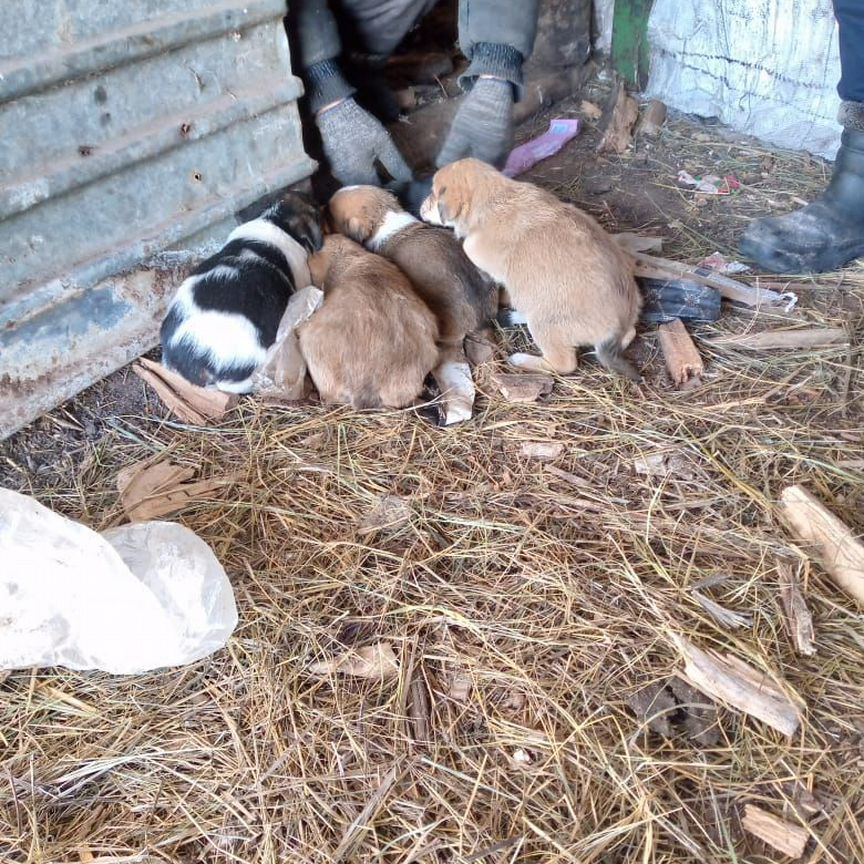 Щенята бесплатно