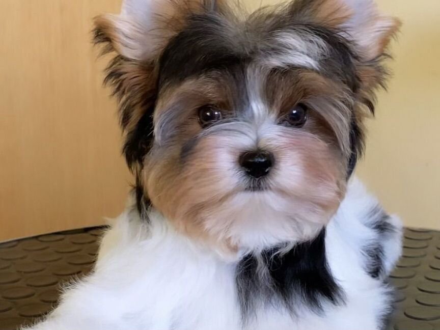 Бивер мальчик