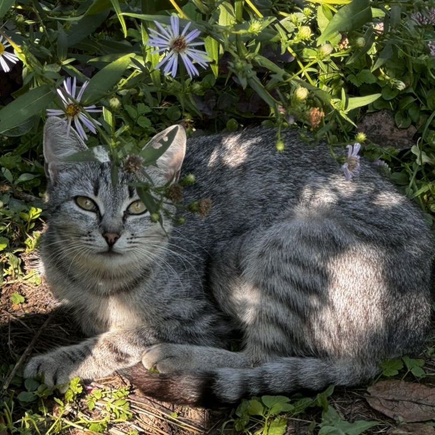 Кошечка Софи 1,5 года