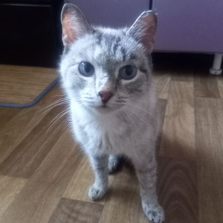 Кошка