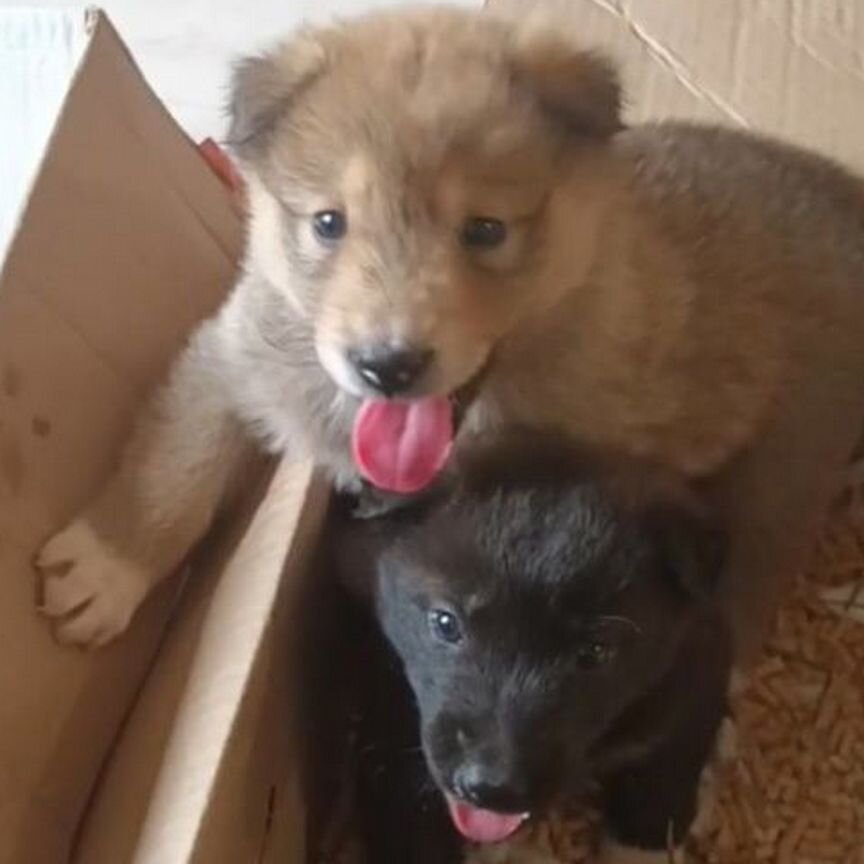 Вот таких милашек бросили на погибель 6 щенков