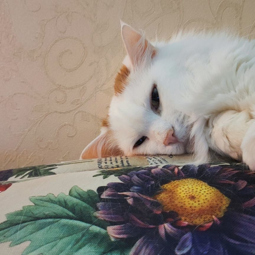 Кошечка породыТурецкий Ван ищет кота для вязки