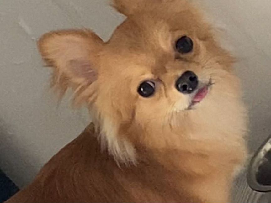 Чихуахуа с документами