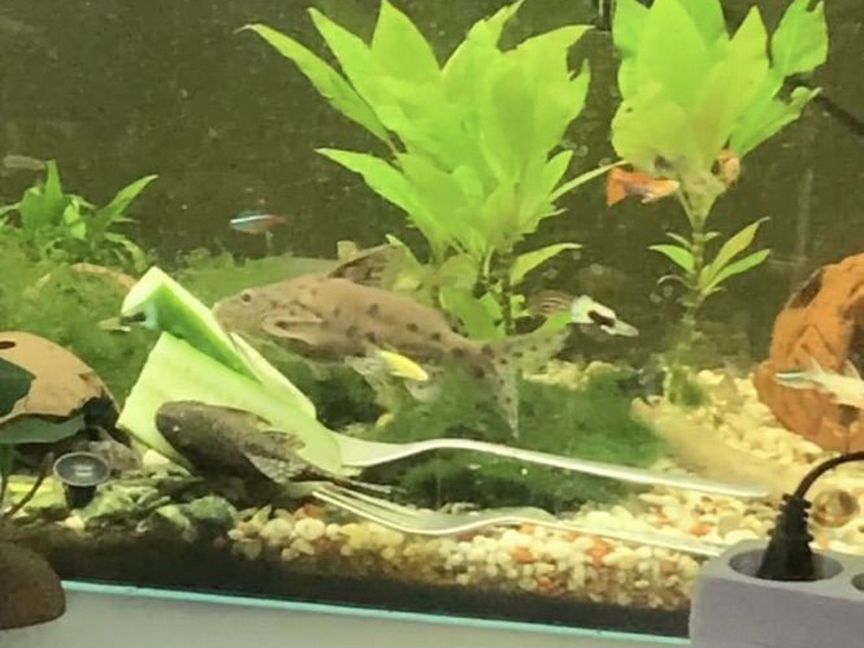 Сом кукушка синодонтис