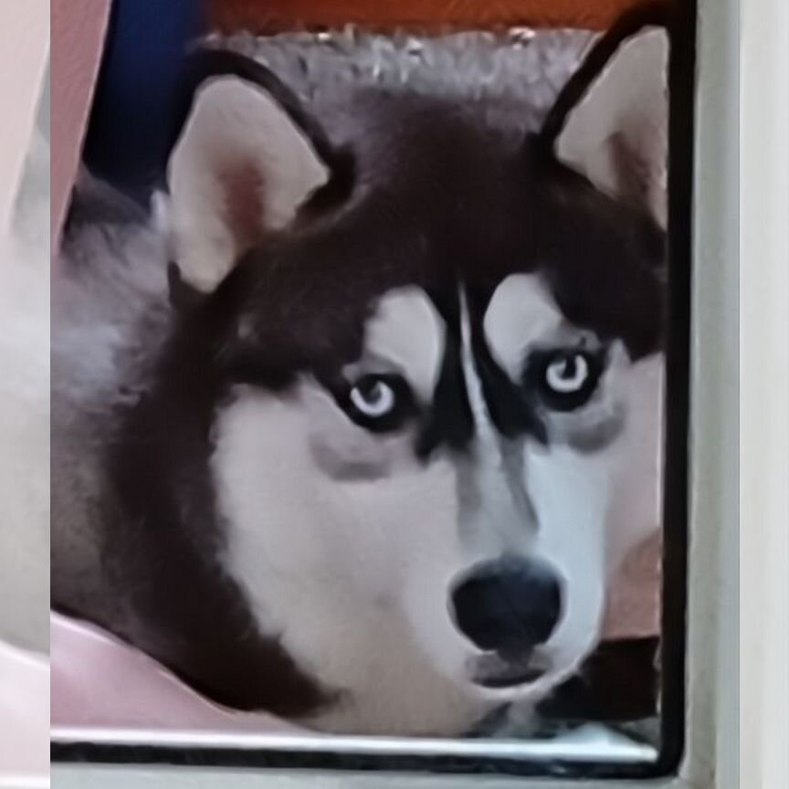 Сибирский хаски, щенок