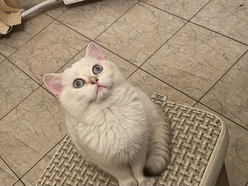 Британская золотой затушеванный поинт шиншилла