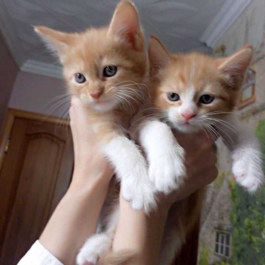 Котята