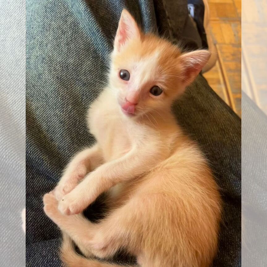 Котенок Листик