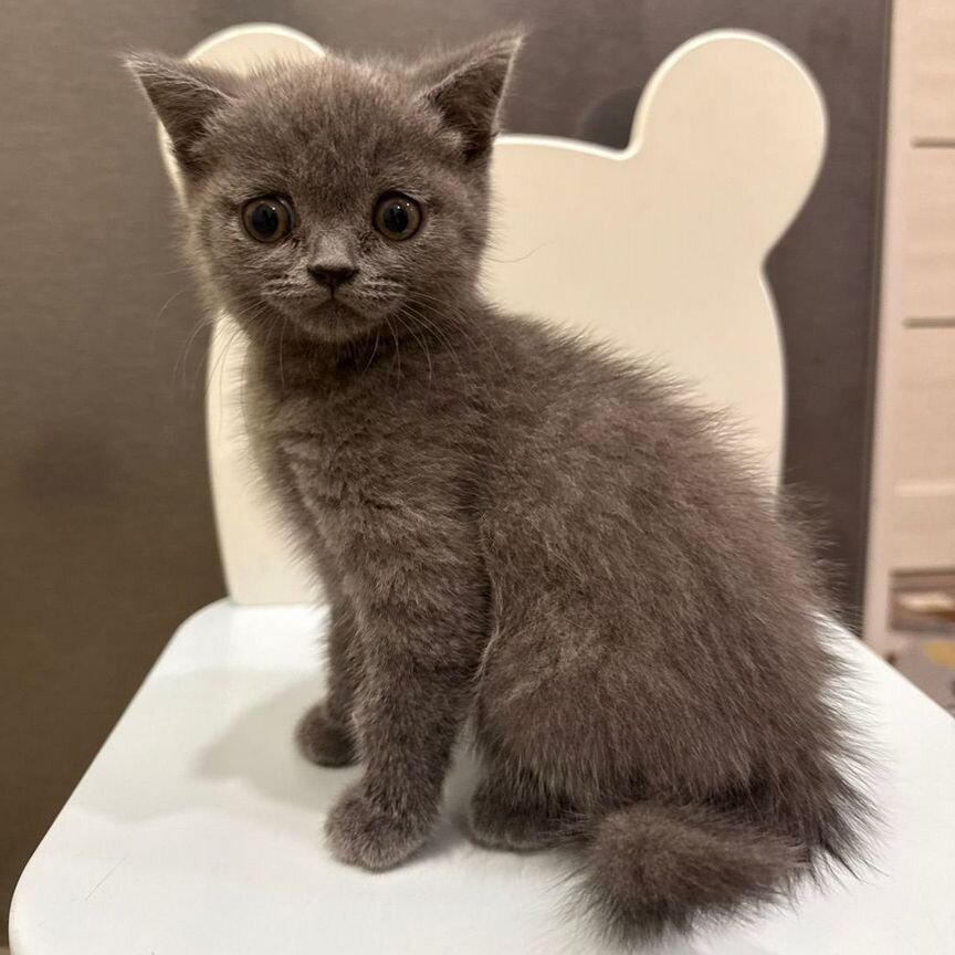 Котенок