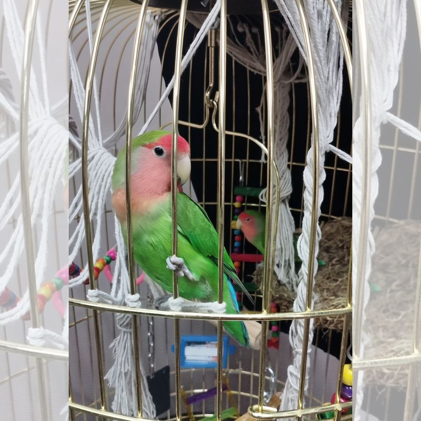 Попугаи неразлучники