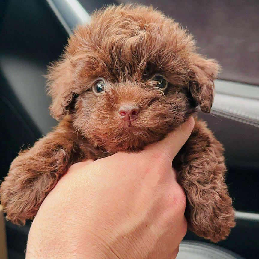 Мальтипу, щенок