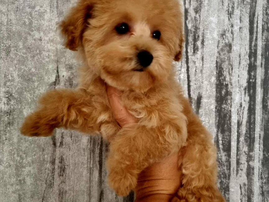 Девочка той пудель