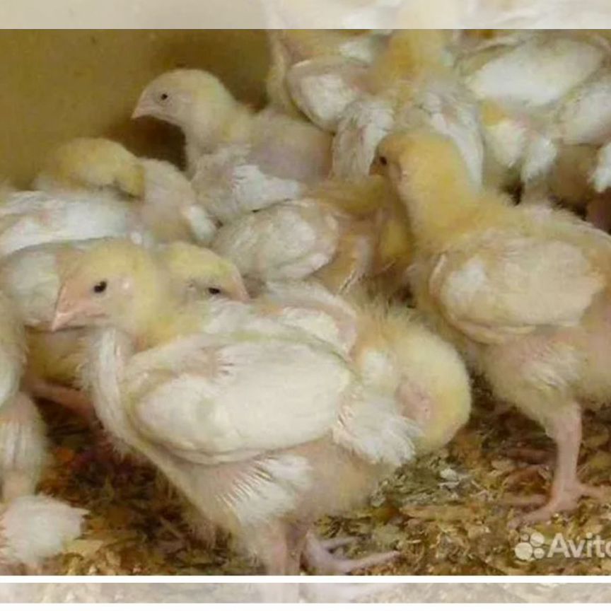 Цыплята бройлеры кобб 500 подрощенные