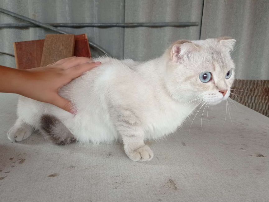 Кошки породистые бесплатно