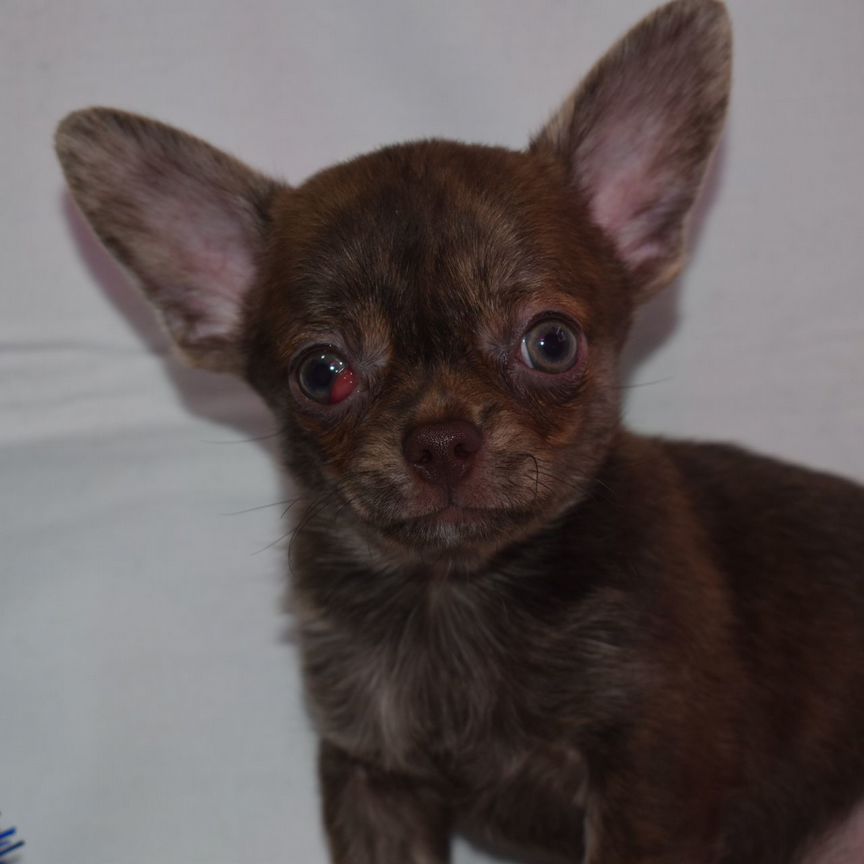 Шоколадные мальчики