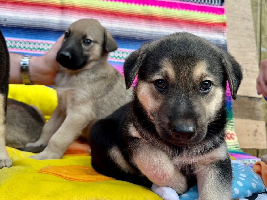 Щенки мальчики и девочка в дар