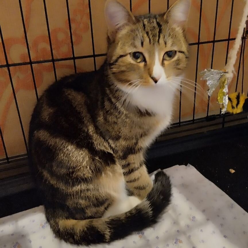 Котёнок в добрые руки