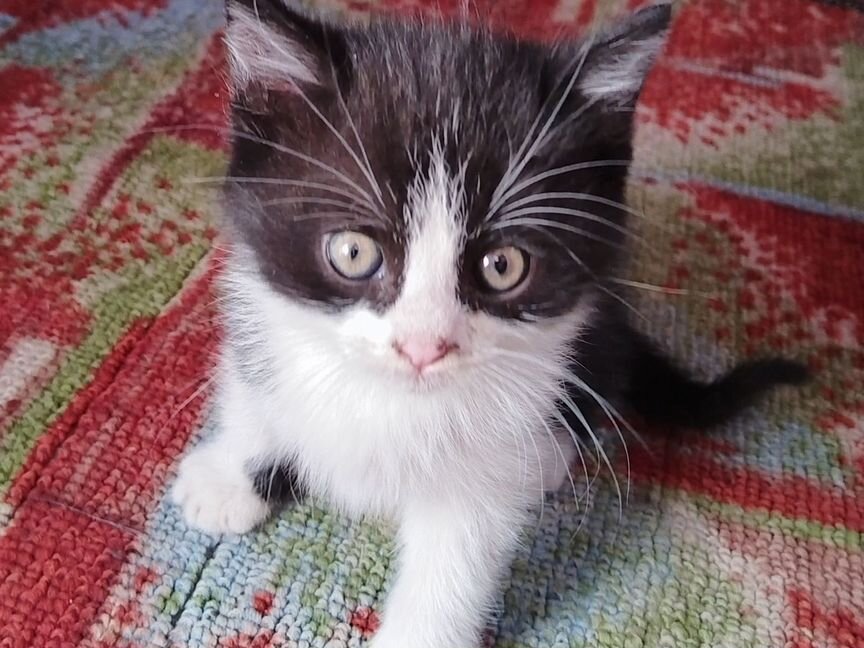 Кошка