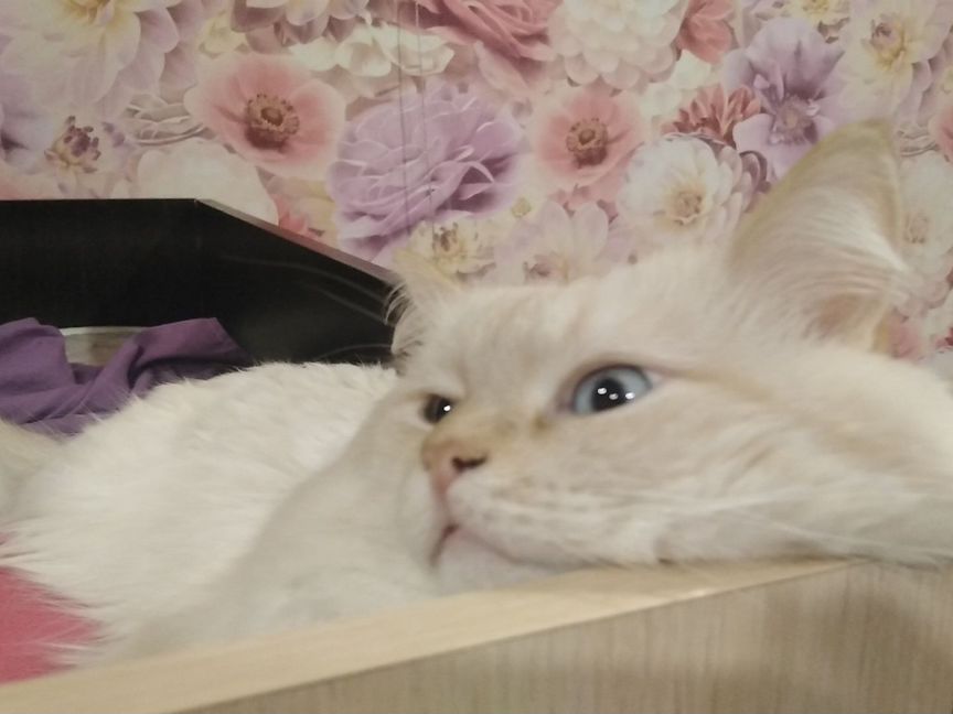 Кот
