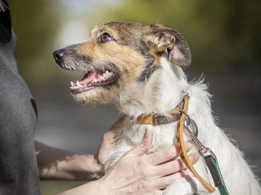 Фенотип джек-рассел-терьера молодая девочка в дар