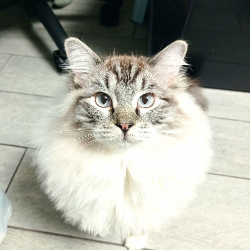 Кот Рэгдолл
