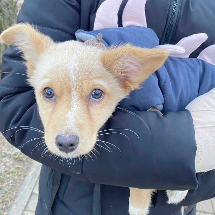Одежда для маленьких собак