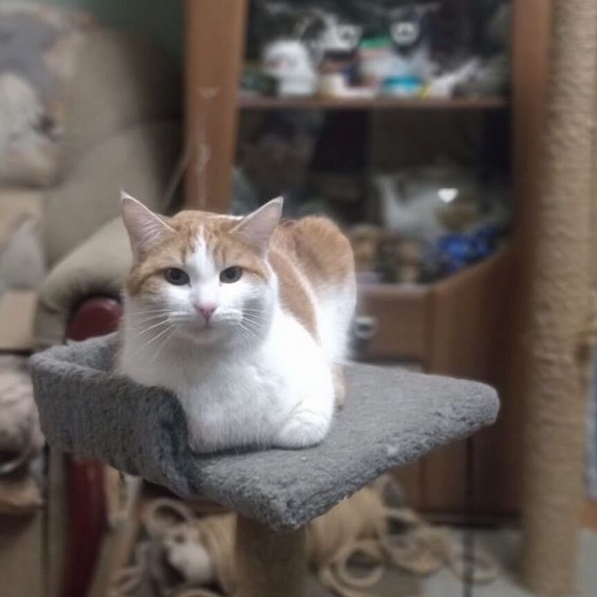 Три братика 2 года, рыжики