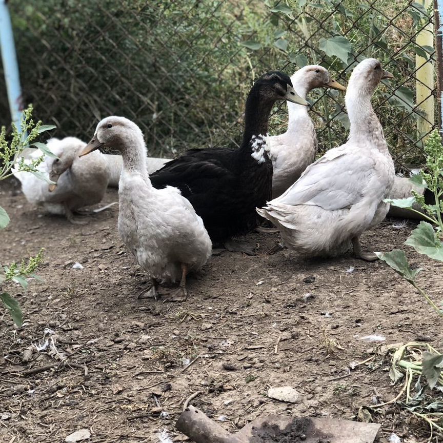 Утки руанские