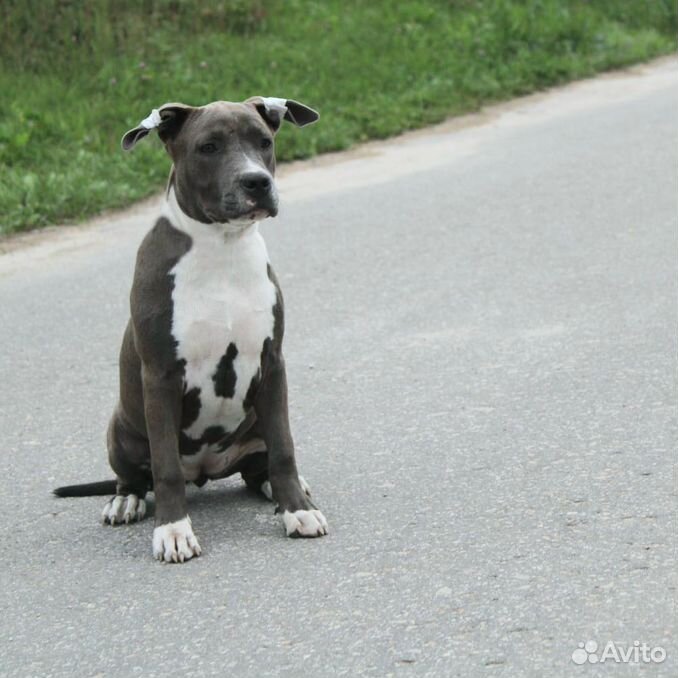 Амстафф щенок. Девочка