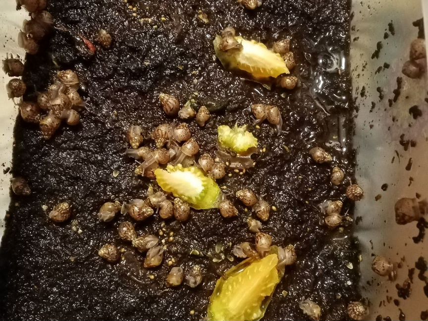 Улитки ахатины