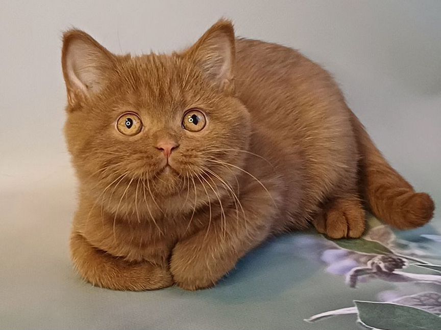 Британская короткошерстная, цинамон