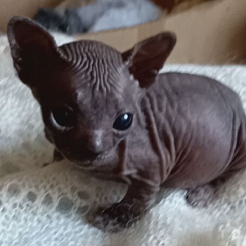 Котенок сфинкс