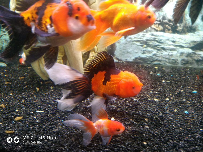 Оранды 12-15см