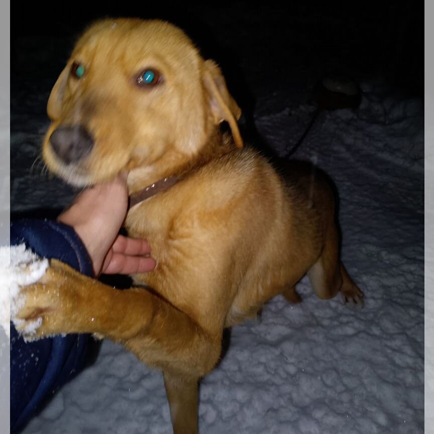 Русская гончая, щенок