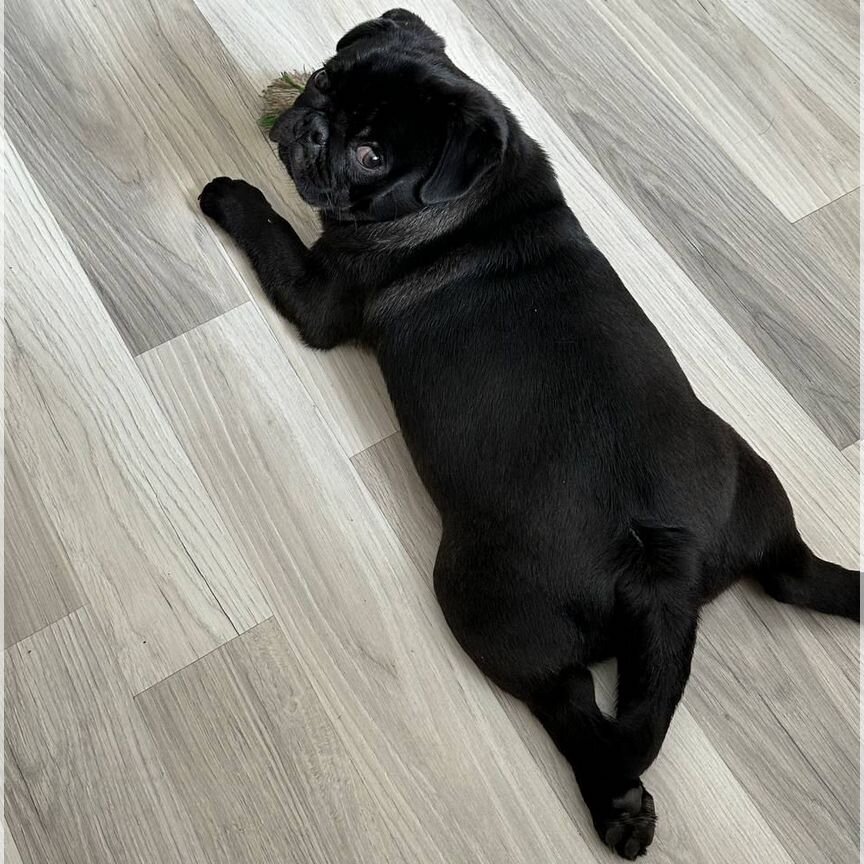 Мопс щенок 6 мес мальчик