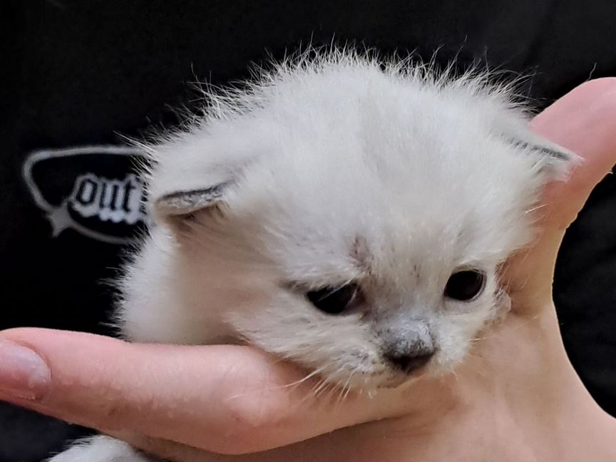 Шотлаские вислоухие котята