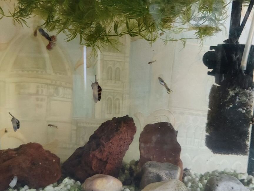 Мальки гуппи разного возраста и улитки