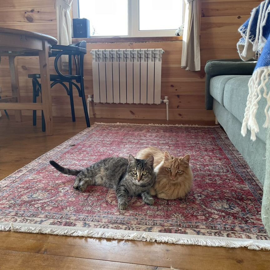 Молодые коты бесплатно