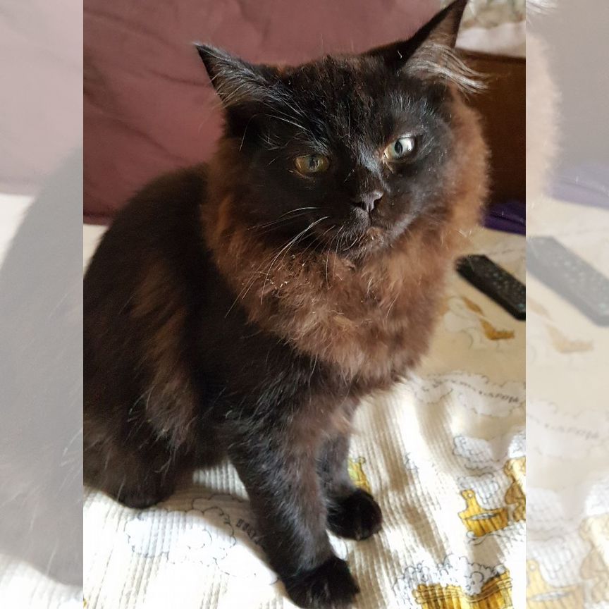Шотландский котик
