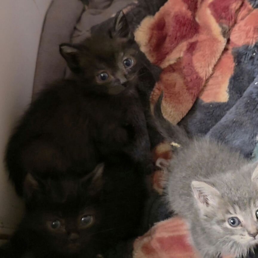Шотландский вислоухий короткошёрстный котёнок