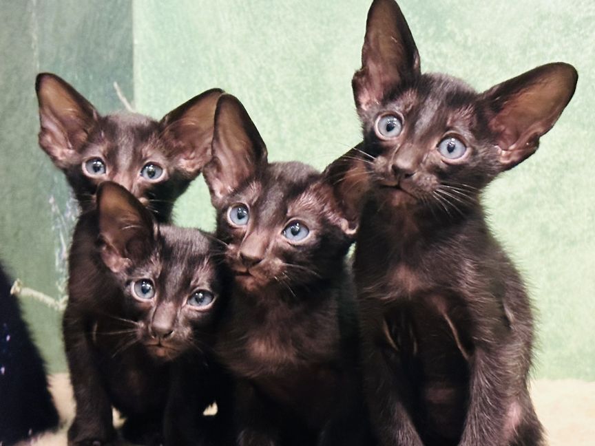 Ориентальные котята