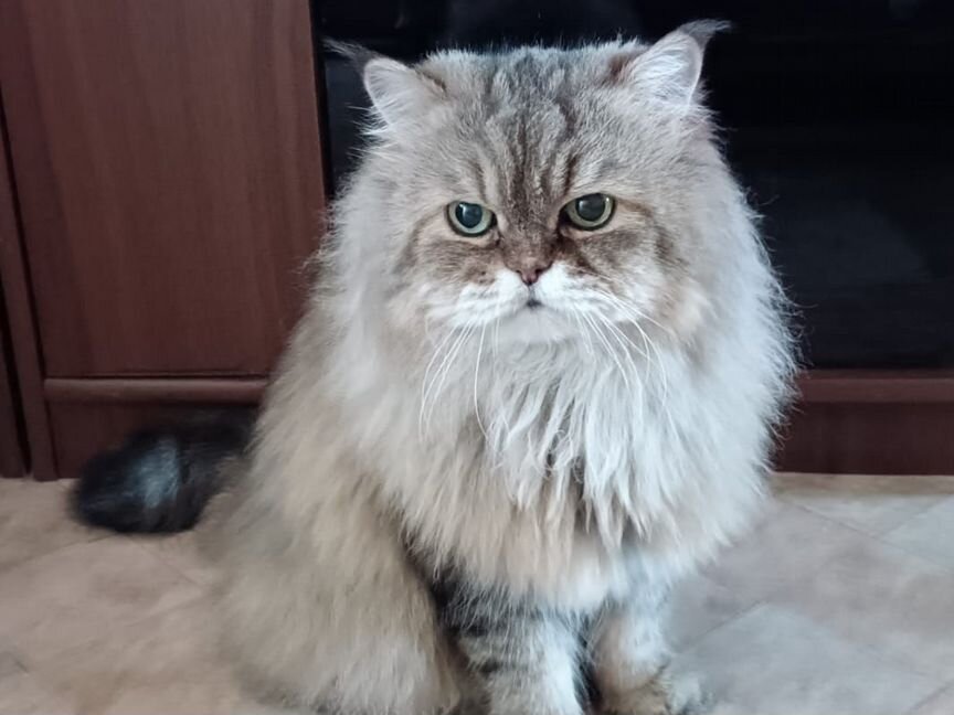 Ищем кошку для вязки