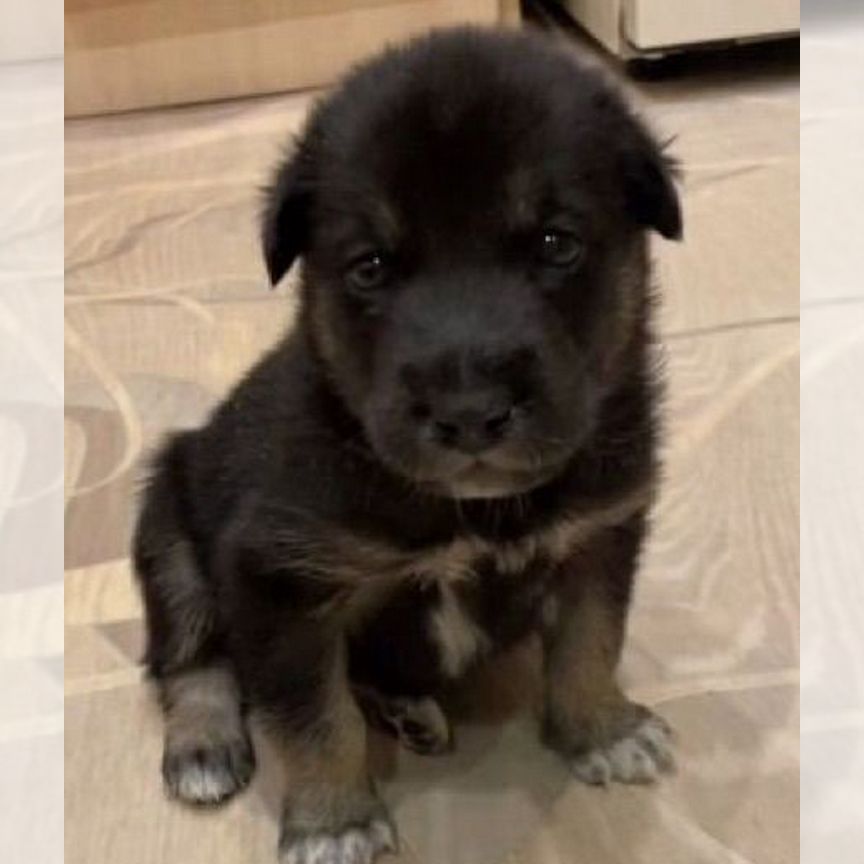 Сибирский хаски, щенок