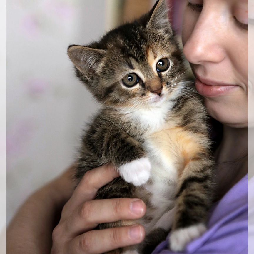 Котенок девочка 2 мес