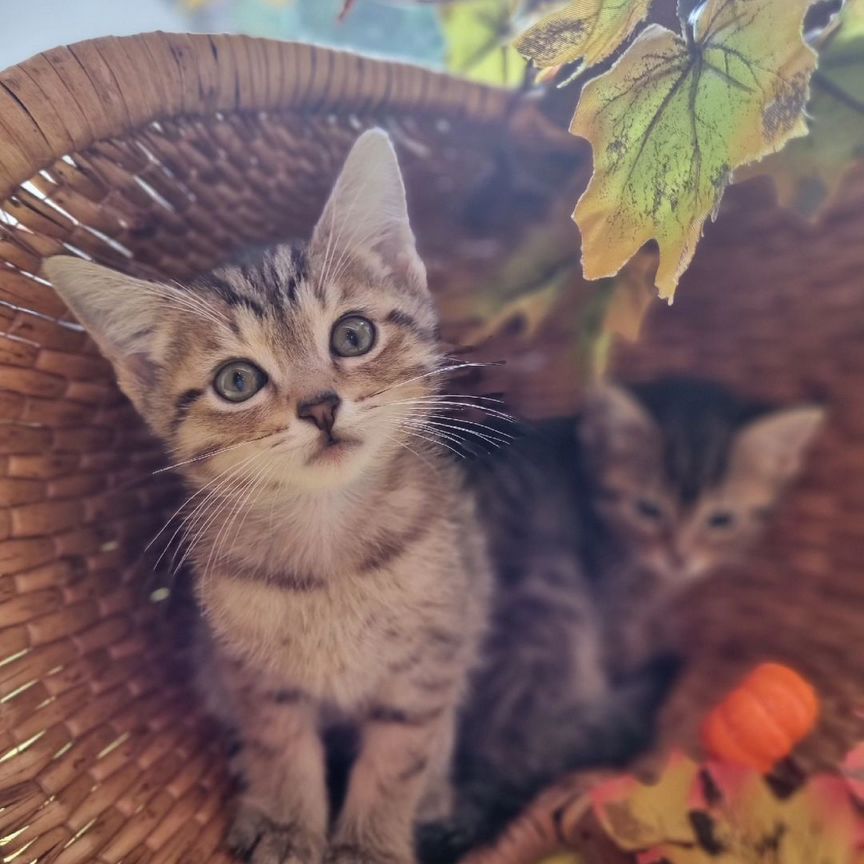 Домашние котята в хорошие руки